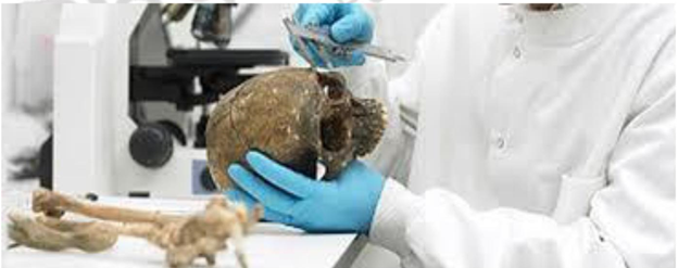 Relationship of Biological Anthropology with other branches – Physical ...