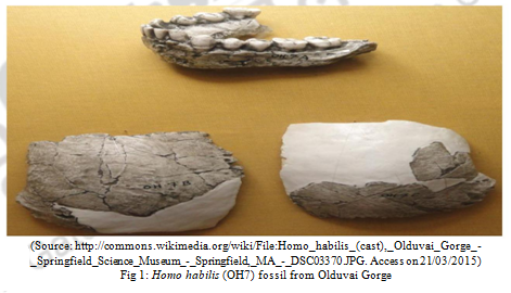 Homo habilis – Physical and Biological : Anthropology