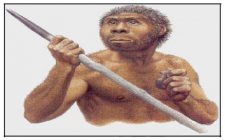 Homo erectus – Physical and Biological : Anthropology