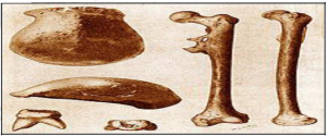 Homo erectus – Physical and Biological : Anthropology