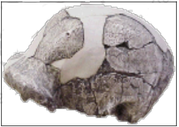 Homo erectus – Physical and Biological : Anthropology