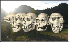 Homo erectus – Physical and Biological : Anthropology