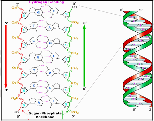 Introduction to Human Genetics – Physical and Biological : Anthropology
