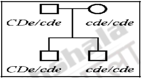 Branches of Human Genetics – Physical and Biological : Anthropology