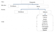 Man’s Place in Animal Kingdom – Physical and Biological : Anthropology