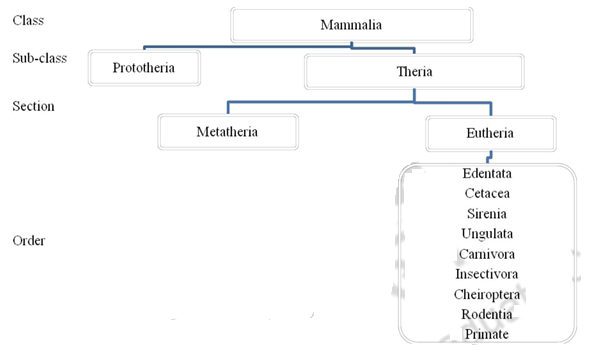 Man’s Place in Animal Kingdom – Physical and Biological : Anthropology
