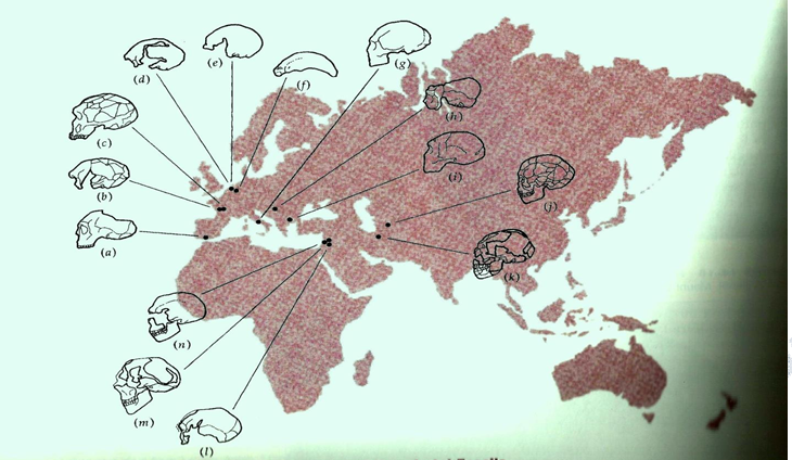 Neanderthal – Physical and Biological : Anthropology