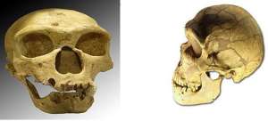 Neanderthal – Physical and Biological : Anthropology