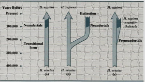 Neanderthal – Physical and Biological : Anthropology