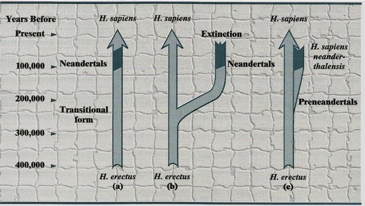 Neanderthal – Physical and Biological : Anthropology