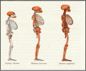 Hominization Process – Physical and Biological : Anthropology