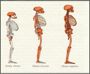 Hominization Process – Physical and Biological : Anthropology
