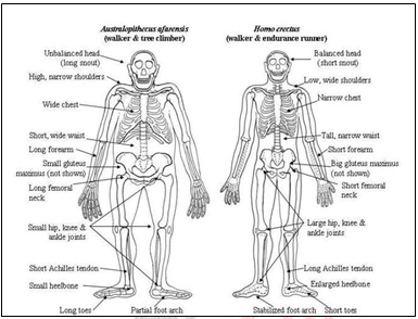 Hominization Process – Physical and Biological : Anthropology