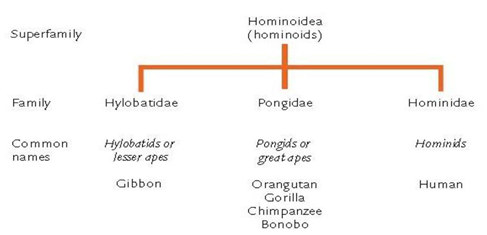 Man’s Place in Animal Kingdom – Physical and Biological : Anthropology