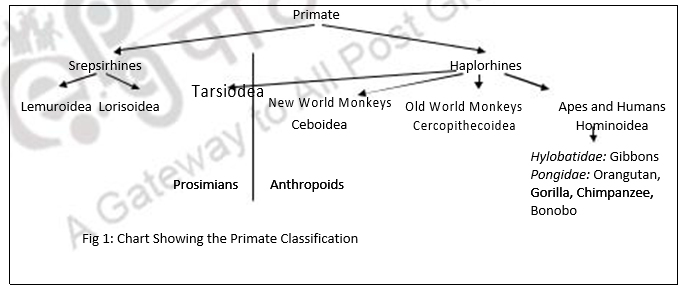 Comparative Anatomy Between Man and Apes – Physical and Biological ...