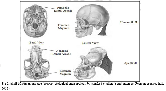 Comparative Anatomy Between Man and Apes – Physical and Biological ...