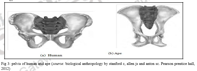Comparative Anatomy Between Man and Apes – Physical and Biological ...