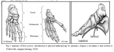 Comparative Anatomy Between Man and Apes – Physical and Biological ...