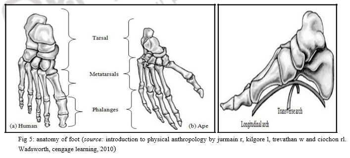 Comparative Anatomy Between Man and Apes – Physical and Biological ...