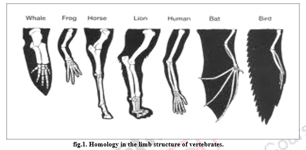 Determining Evolutionary Relationship – Physical and Biological ...