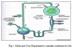 Human Origin and Evolution – Physical and Biological : Anthropology