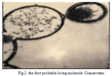Human Origin and Evolution – Physical and Biological : Anthropology