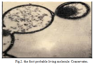 Human Origin and Evolution – Physical and Biological : Anthropology