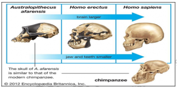 Emergences of Modern Human and Dispersal – Physical and Biological ...