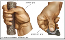 Emergences of Modern Human and Dispersal – Physical and Biological ...