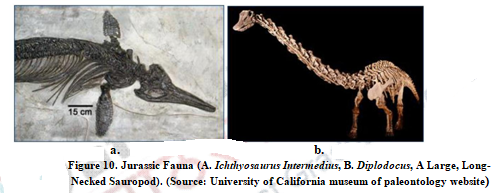 Geological Time Scale – Physical and Biological : Anthropology