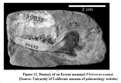 Geological Time Scale – Physical and Biological : Anthropology
