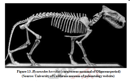Geological Time Scale – Physical and Biological : Anthropology