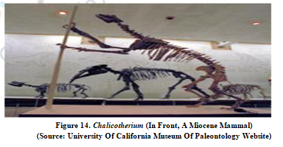 Geological Time Scale – Physical and Biological : Anthropology