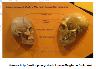 Emergence of Man – Physical and Biological : Anthropology