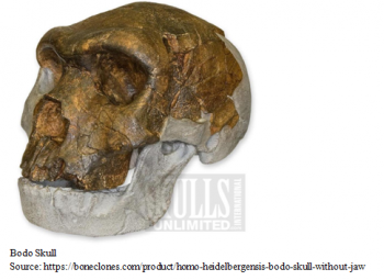 Transition to Apes/ Difference between Pongid and Hominid – Physical ...