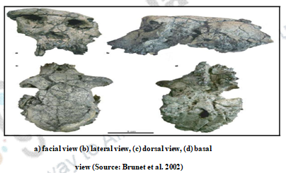 Australopithecus – Physical and Biological : Anthropology