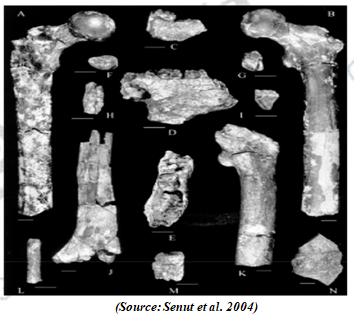 Australopithecus – Physical and Biological : Anthropology