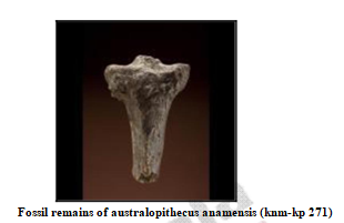 Australopithecus – Physical and Biological : Anthropology