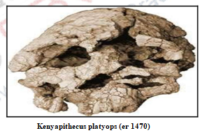 Australopithecus – Physical and Biological : Anthropology