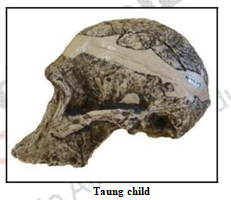Australopithecus – Physical and Biological : Anthropology