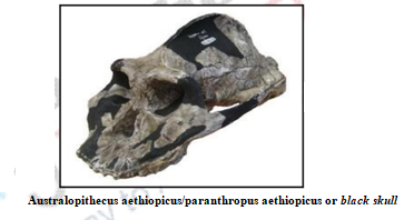 Australopithecus – Physical and Biological : Anthropology
