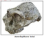 Australopithecus – Physical and Biological : Anthropology