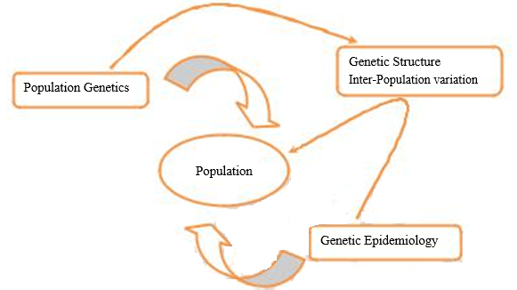 Applied Human Genetics – Physical and Biological : Anthropology