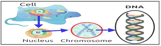 DNA Technologies and Medicine – Physical and Biological : Anthropology