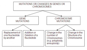 Causes of Human Variation – Physical and Biological : Anthropology
