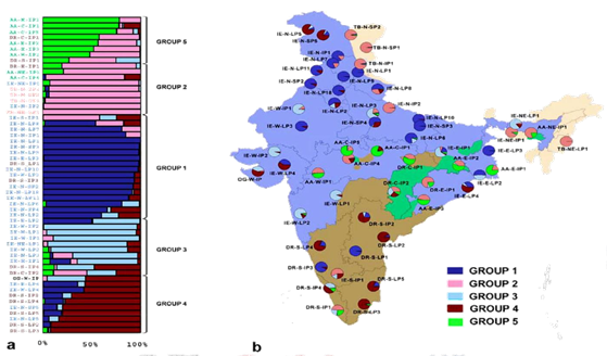 Indian Population Structure – Physical and Biological : Anthropology