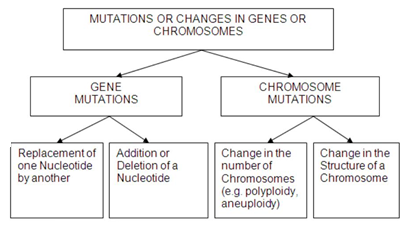 Causes of Human Variation – Physical and Biological : Anthropology