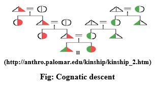 Kinship: Descent and Alliance KinshipTerms – Social Cultural Anthropology