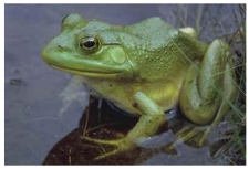 Geological Time Scale – Archaeological Anthropology