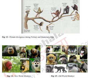 Geological Time Scale – Archaeological Anthropology
